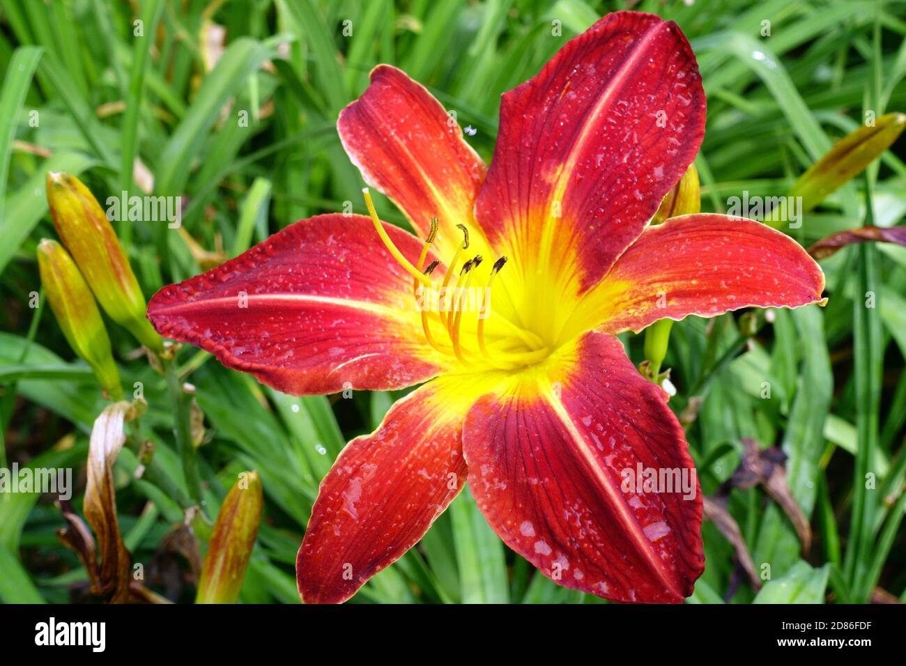 Red daylily Hemerocallis 'Ruby Spider' Red flower Daylilies garden ...