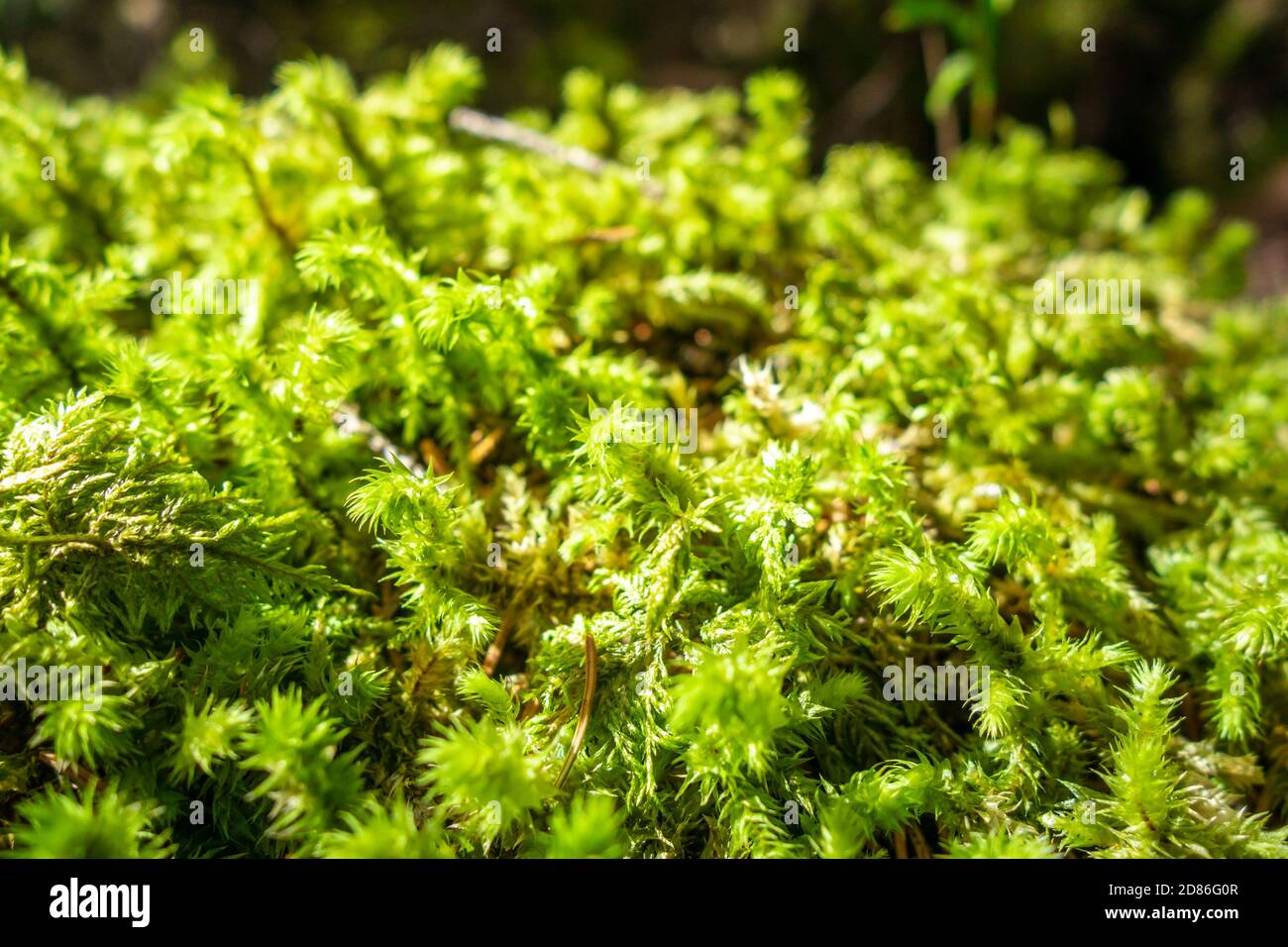 Moss detail in Vanoise national Park forest, French alps Stock Photo ...