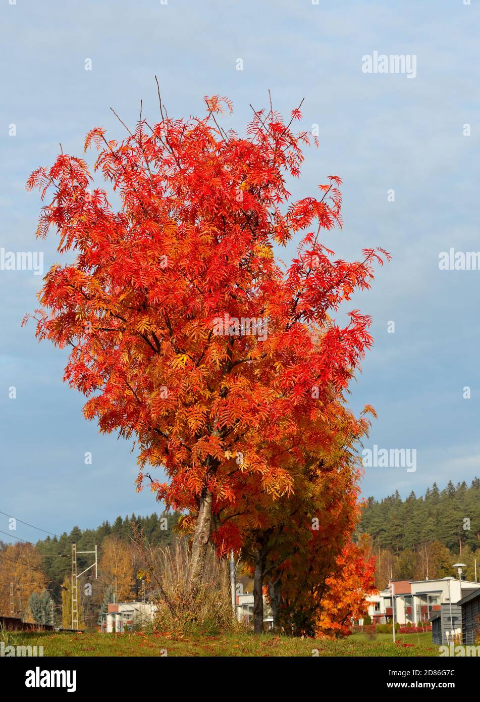 Rowan trees in autumn foliage hi-res stock photography and images - Alamy