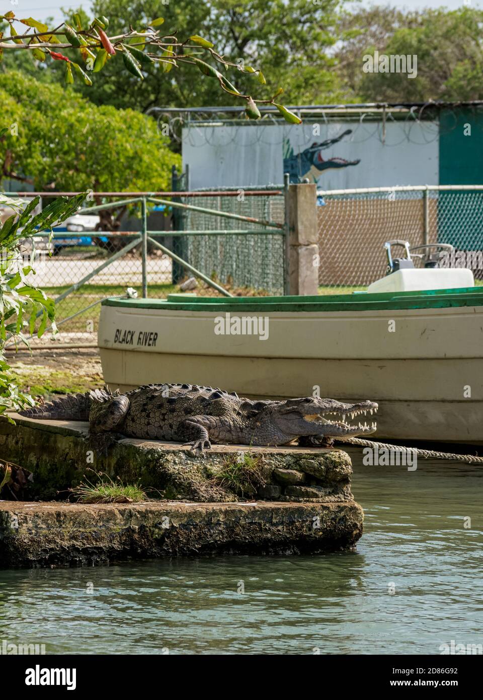 St elizabeth river safari jamaica hi-res stock photography and images ...