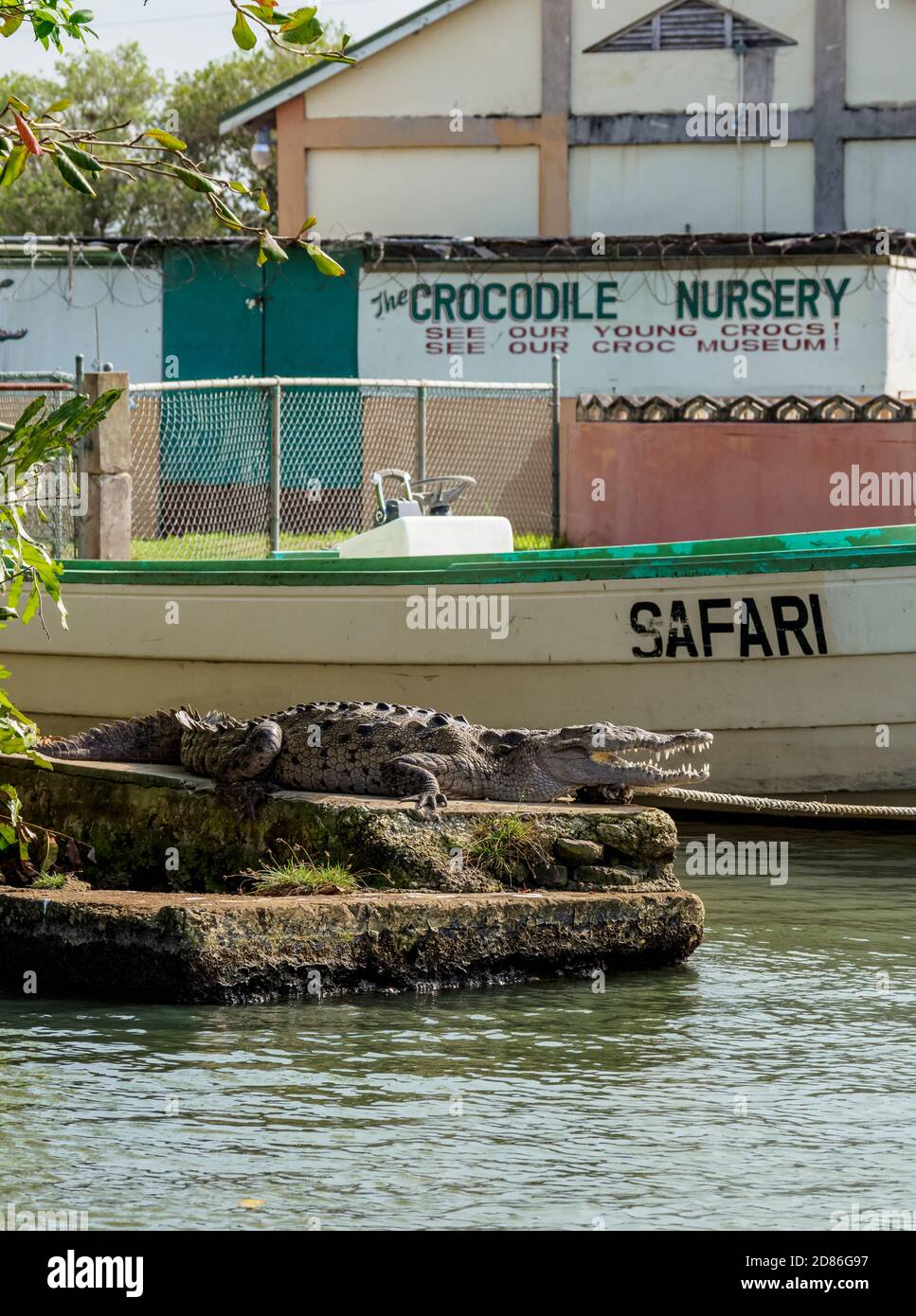 St elizabeth river safari jamaica hi-res stock photography and images ...