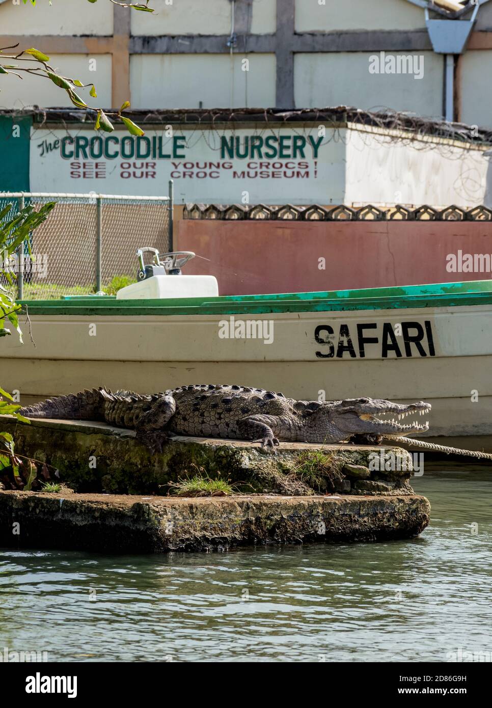 St elizabeth river safari jamaica hi-res stock photography and images ...