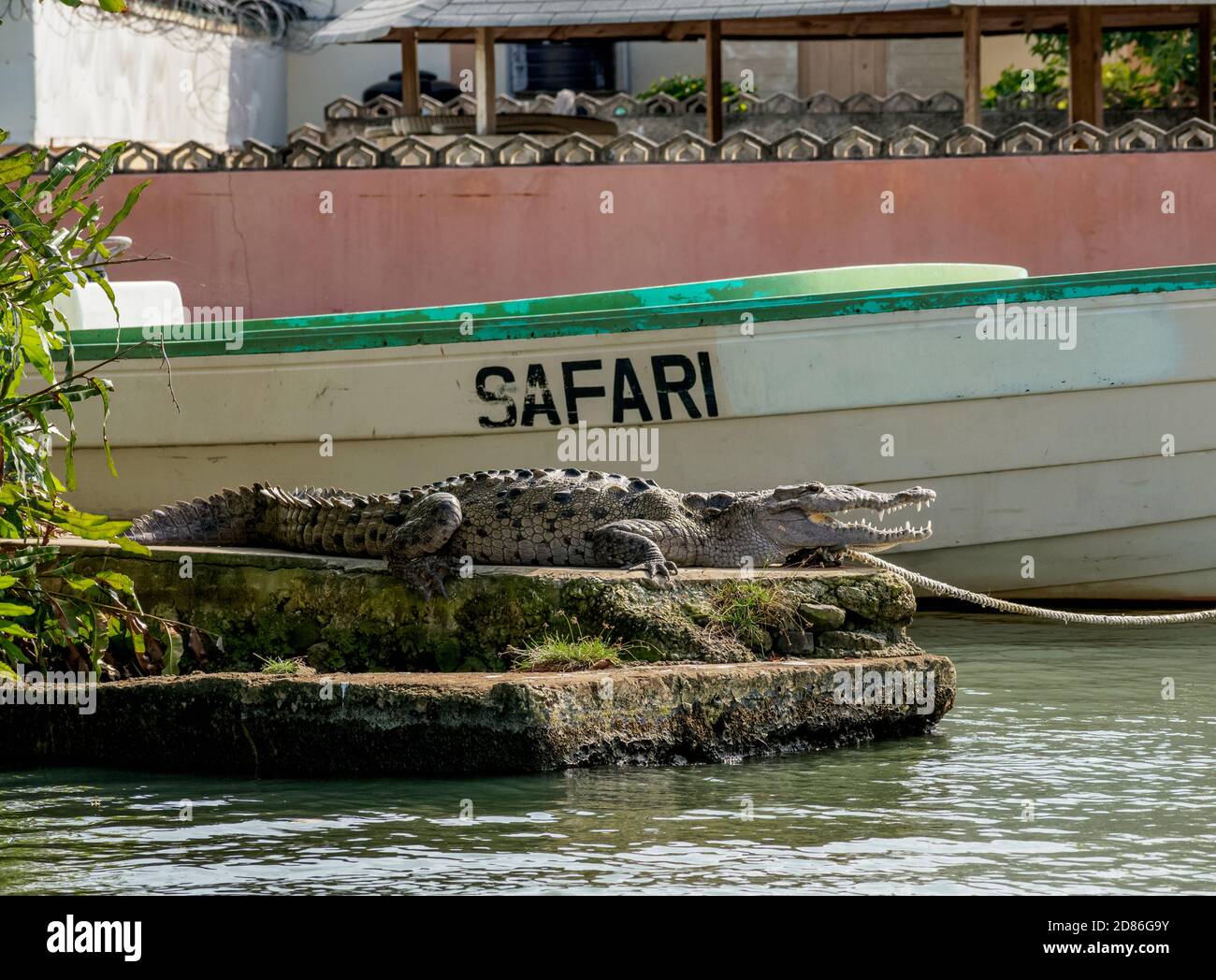 St elizabeth river safari jamaica hi-res stock photography and images ...