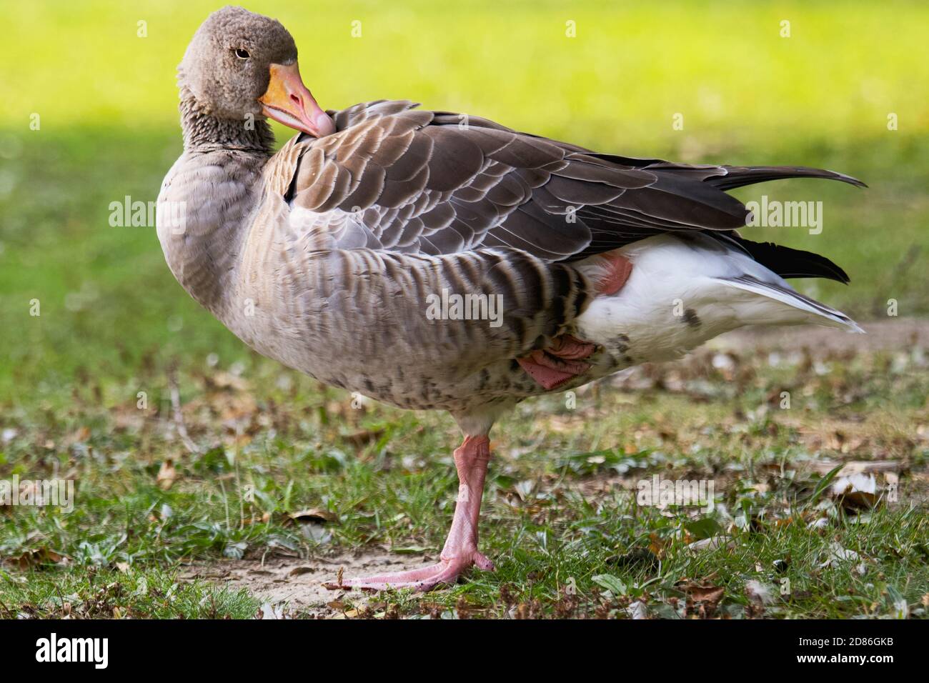 Standing greylag goose Stock Photo - Alamy