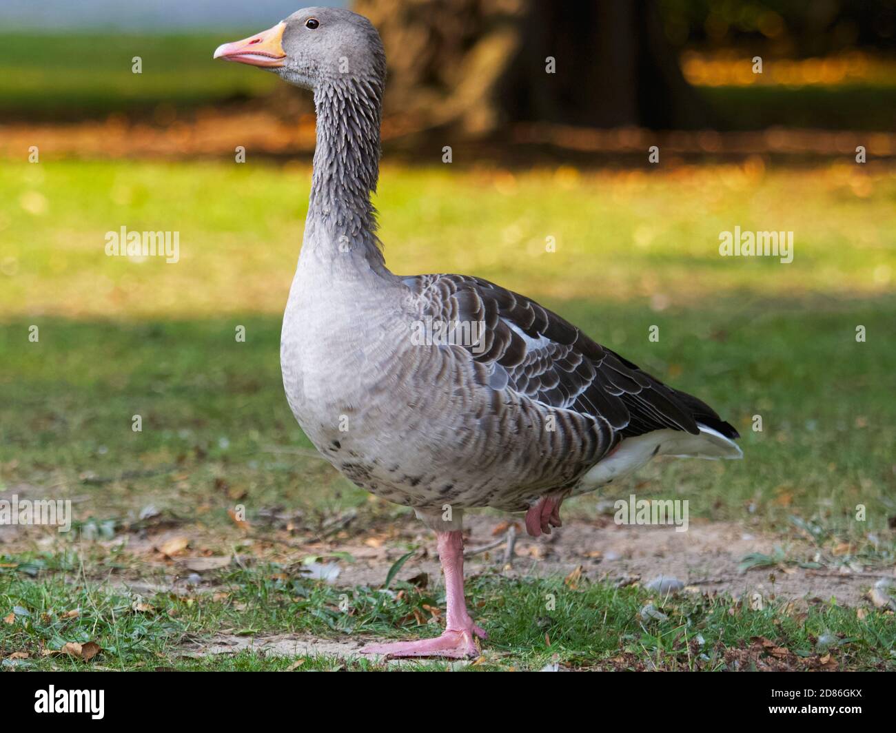 Standing greylag goose Stock Photo - Alamy