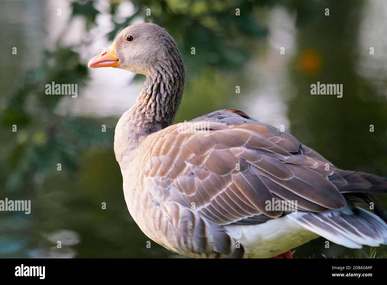 Grey wild goose hi-res stock photography and images - Alamy