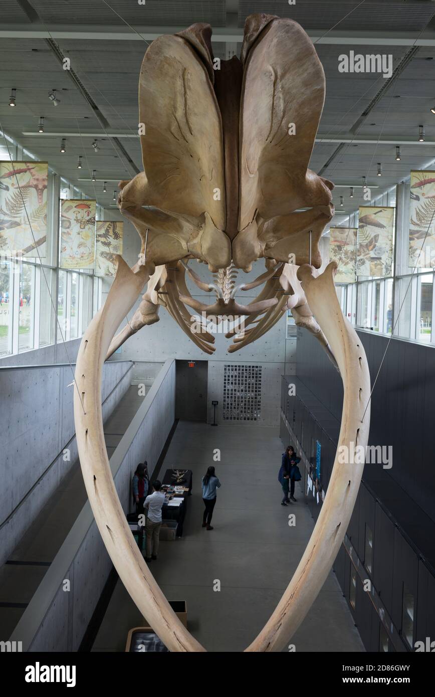 Beaty biodiversity museum ubc hi-res stock photography and images - Alamy