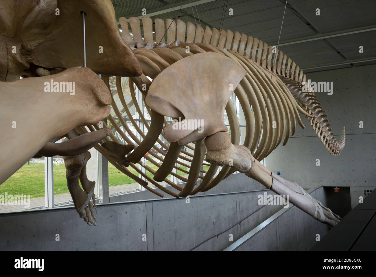 Beaty biodiversity museum ubc hi-res stock photography and images - Alamy