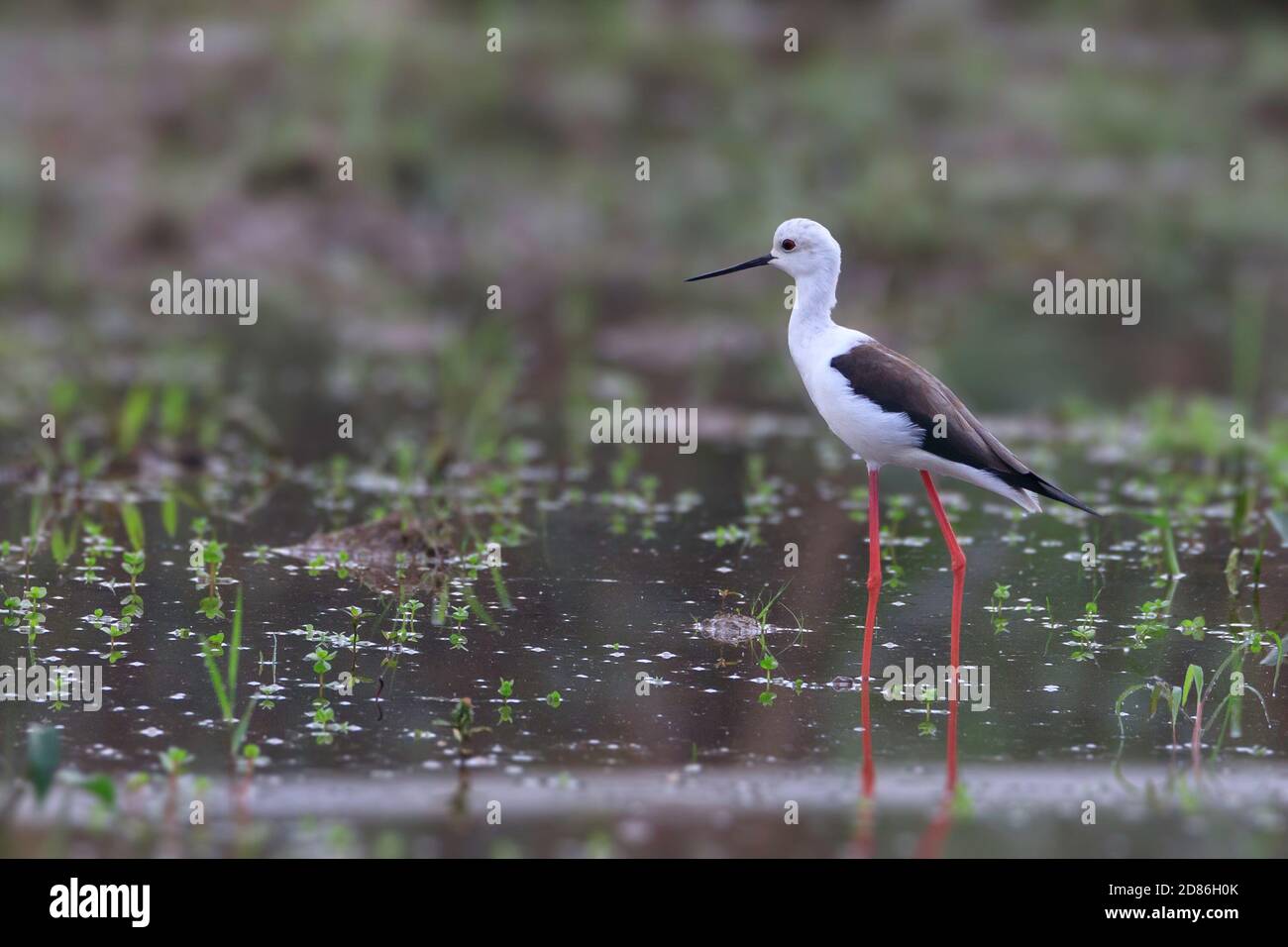 Wetland Birds royalty-free images Stock Photo - Alamy