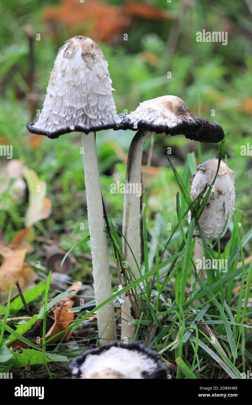 Expanding mushrooms hi-res stock photography and images - Alamy