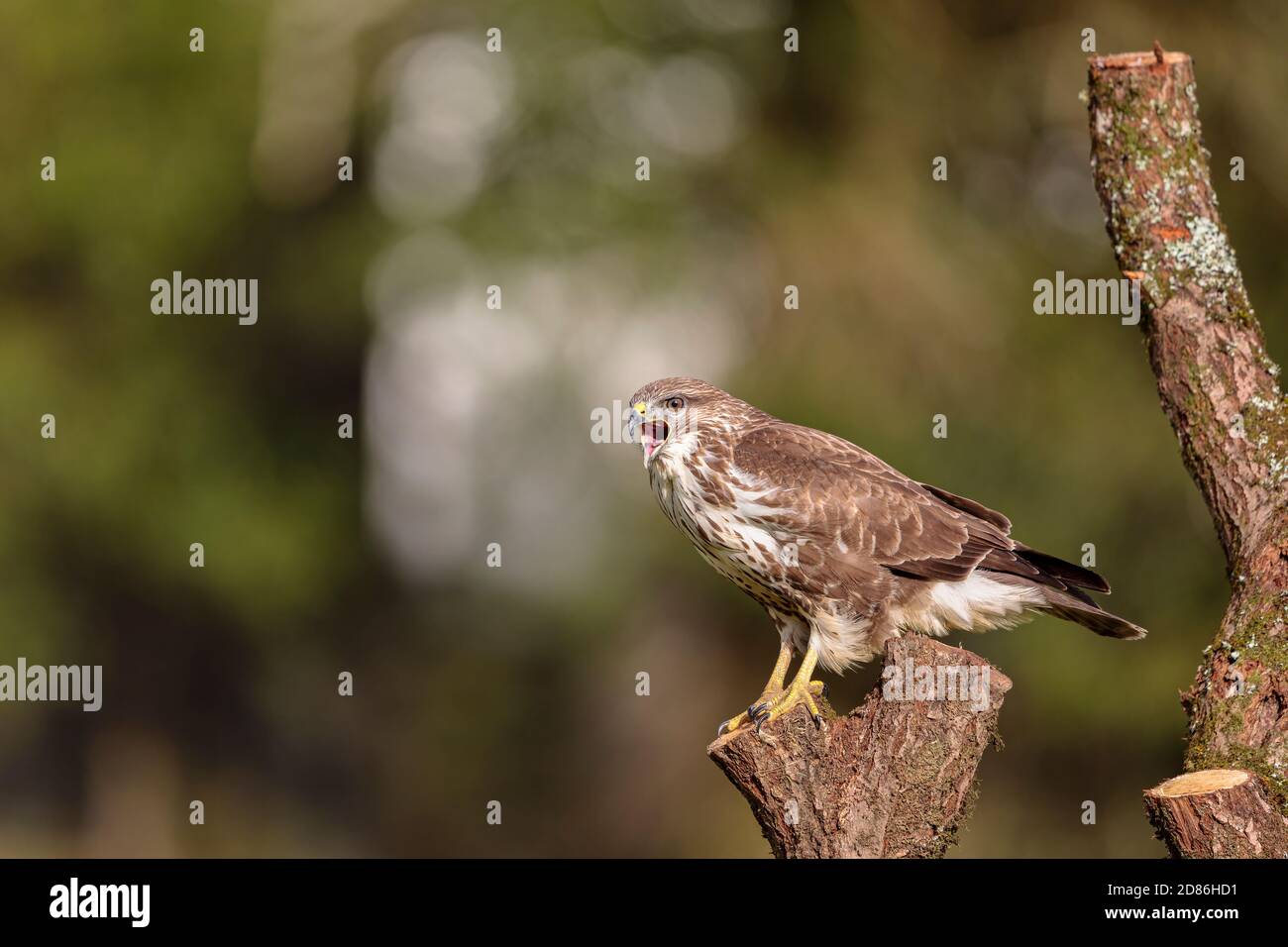 Yung bird hi-res stock photography and images - Alamy