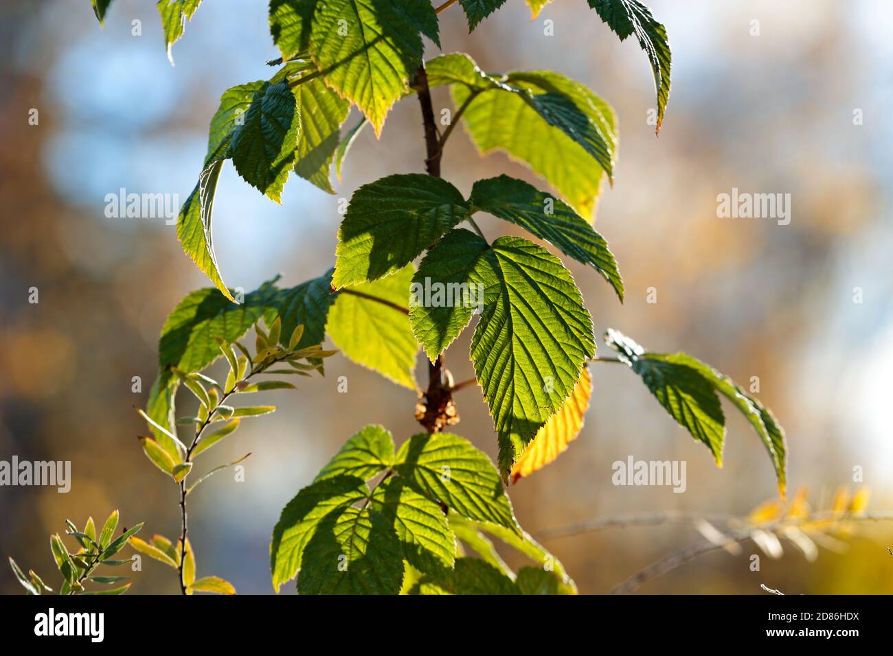 Raspberry leaves in the sun Stock Photo - Alamy