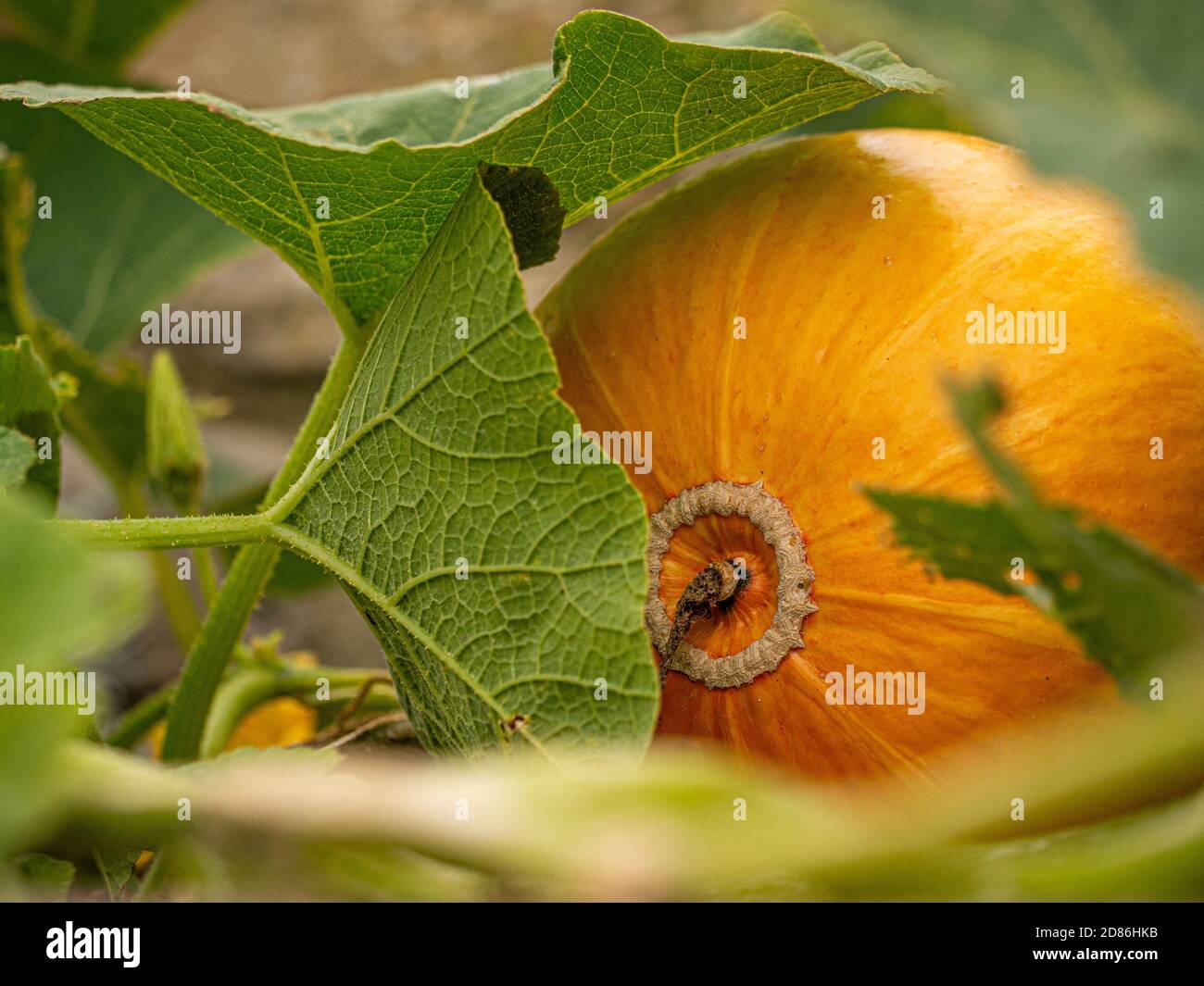 Pumpkin growing in garden Stock Photo - Alamy