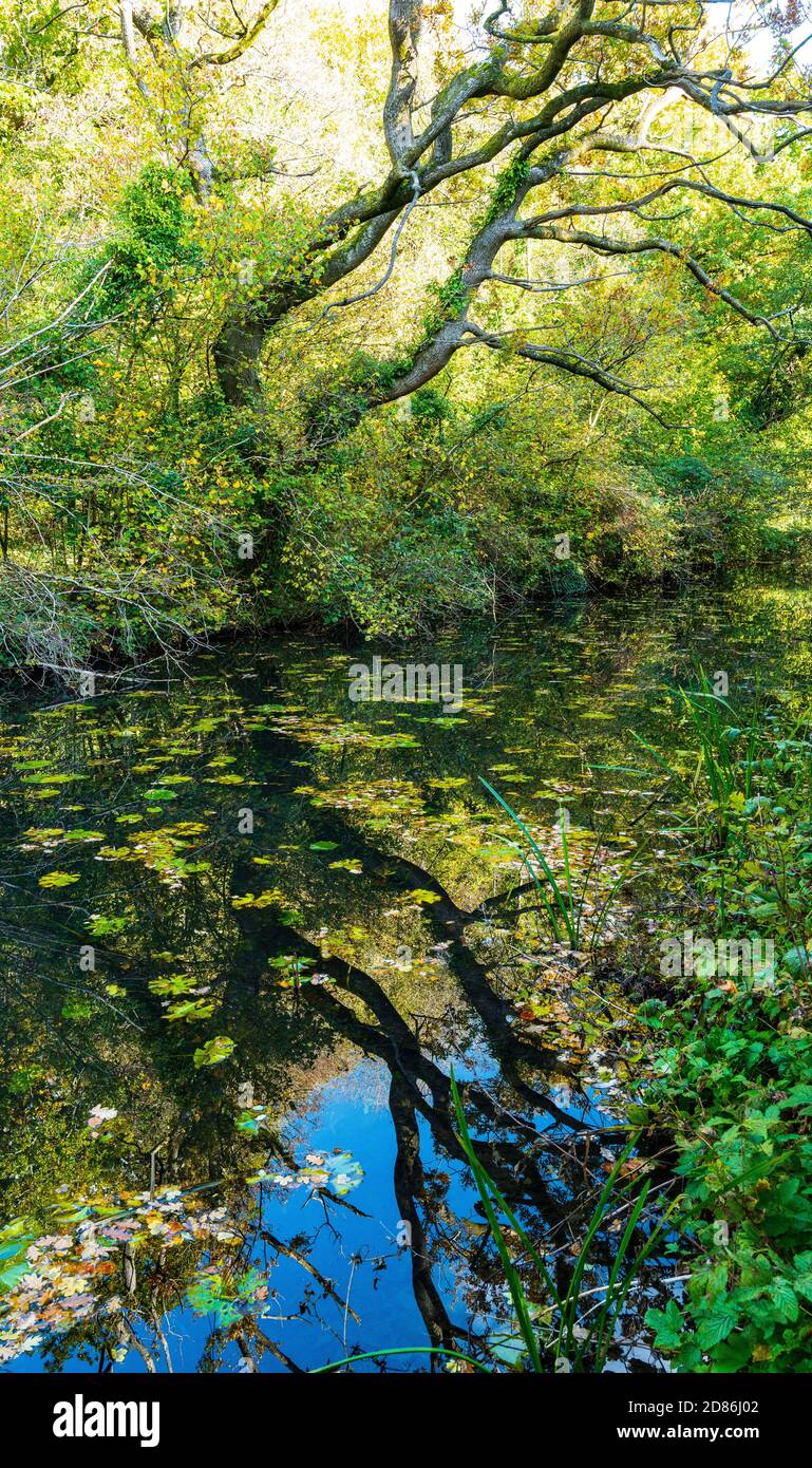 Autumn trees reflected in water Stock Photo - Alamy