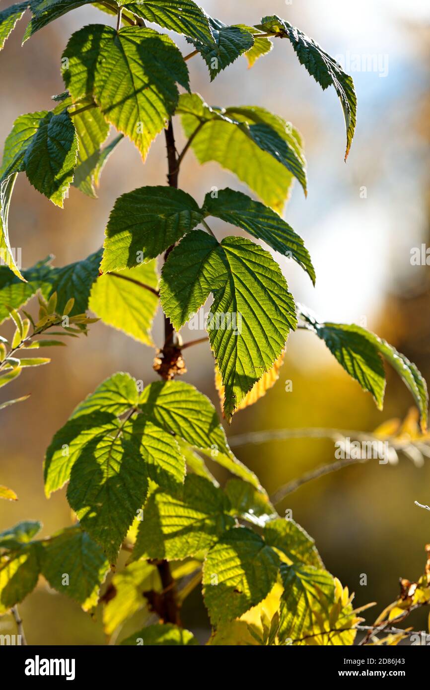 Raspberry leaves in the sun Stock Photo - Alamy