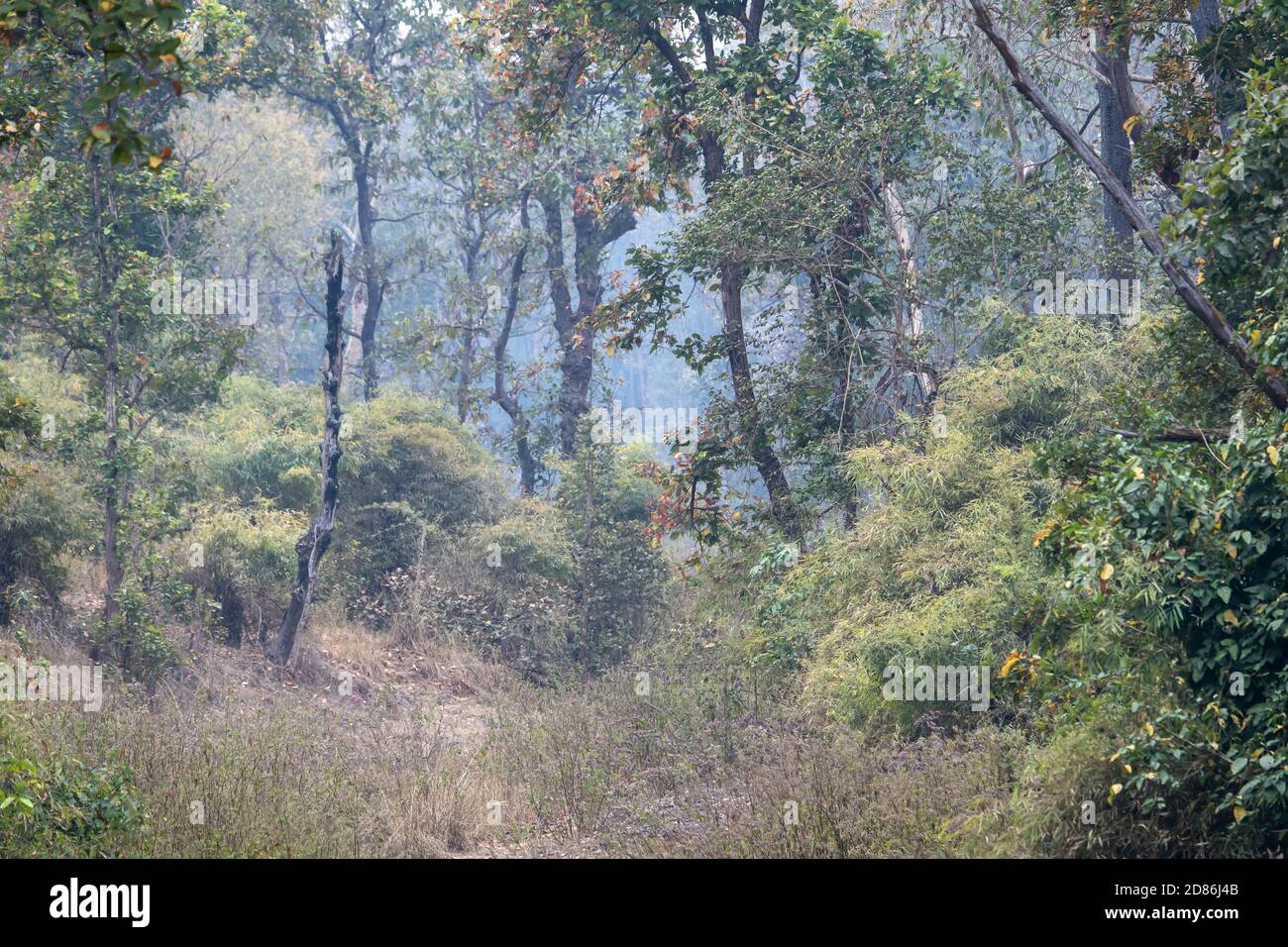 Early morning in the forest of India Stock Photo - Alamy