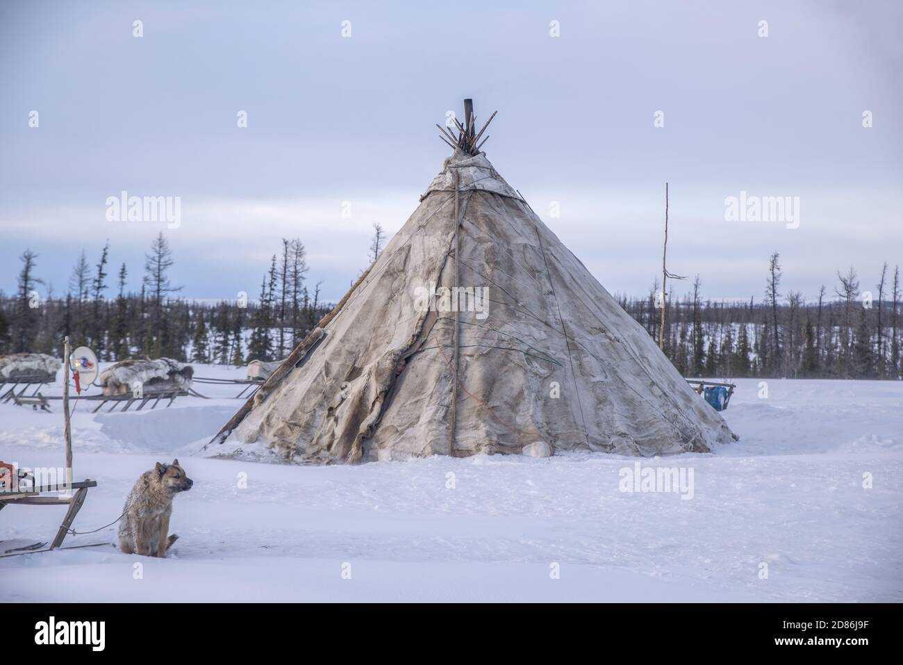 Nenet reindeer tent hi-res stock photography and images - Alamy