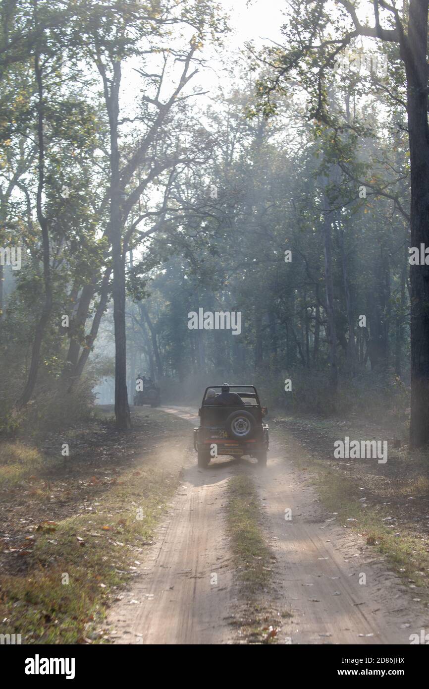 Early morning in the forest of India Stock Photo - Alamy