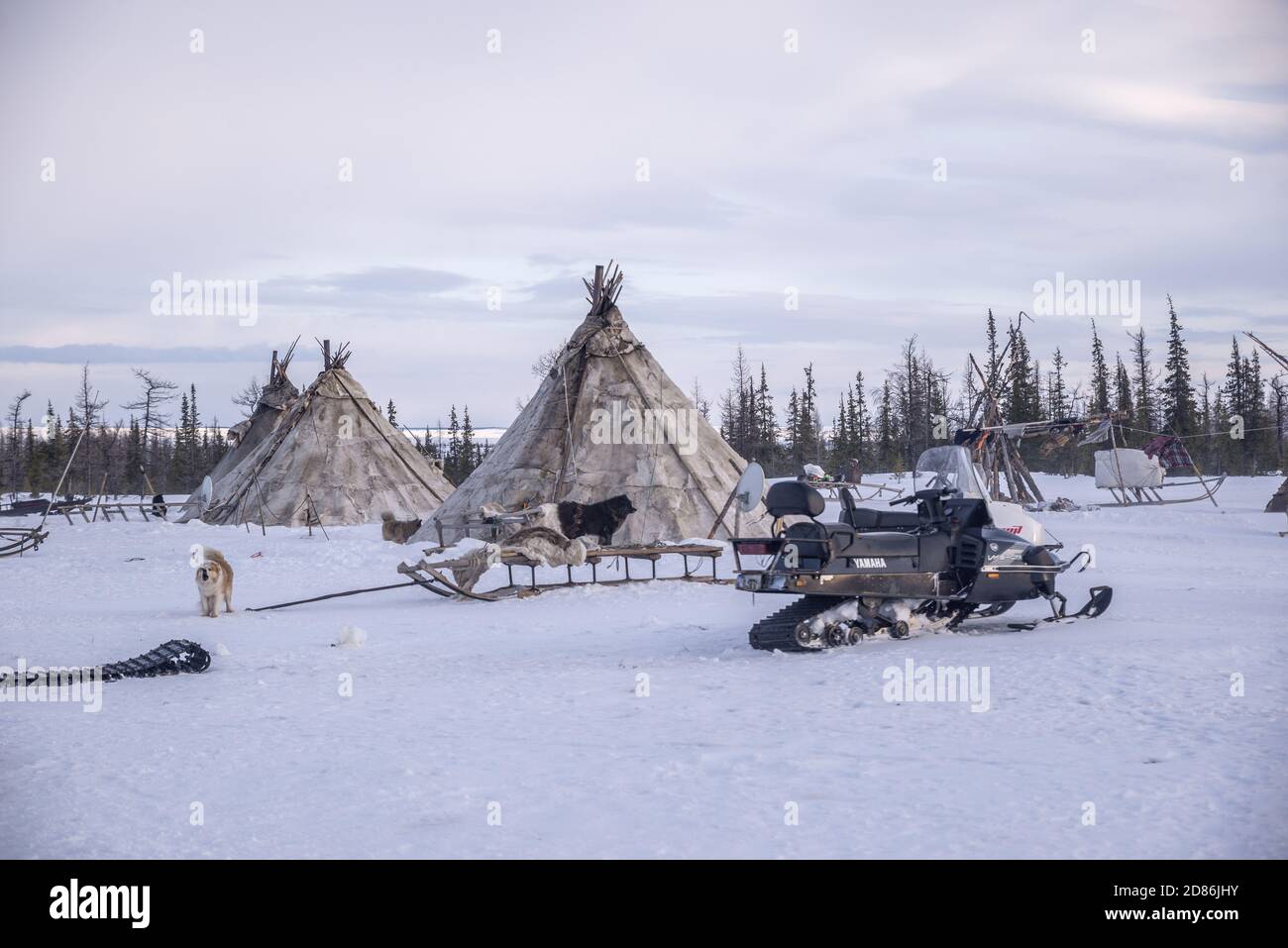 Chums (traditional tents) and sleds in a Nenet stoybishe (camp), Yamalo ...