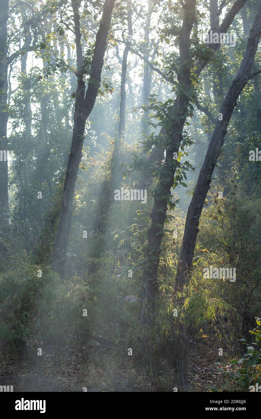 Early morning in the forest of India Stock Photo - Alamy