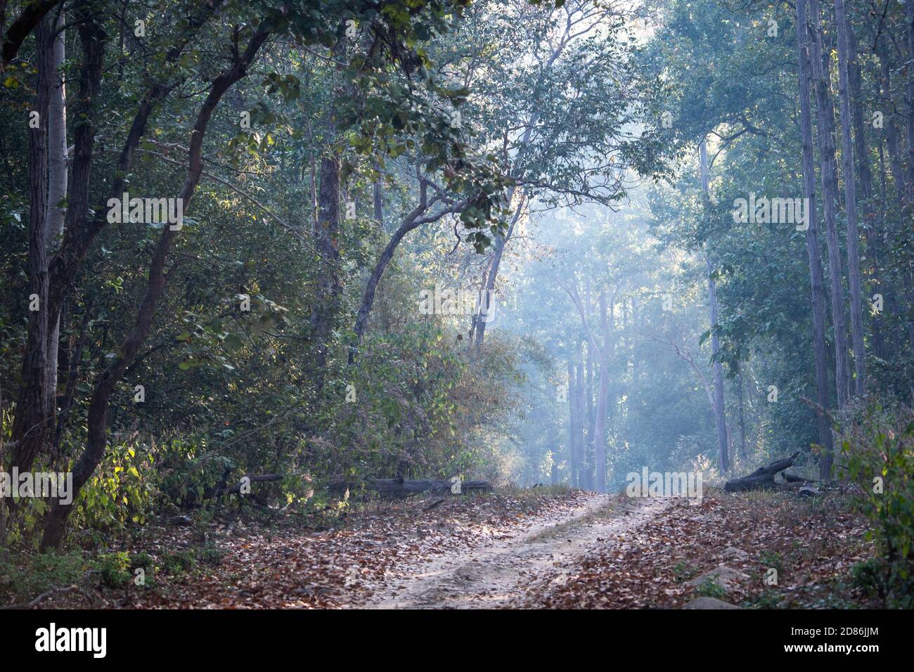 Early morning in the forest of India Stock Photo - Alamy