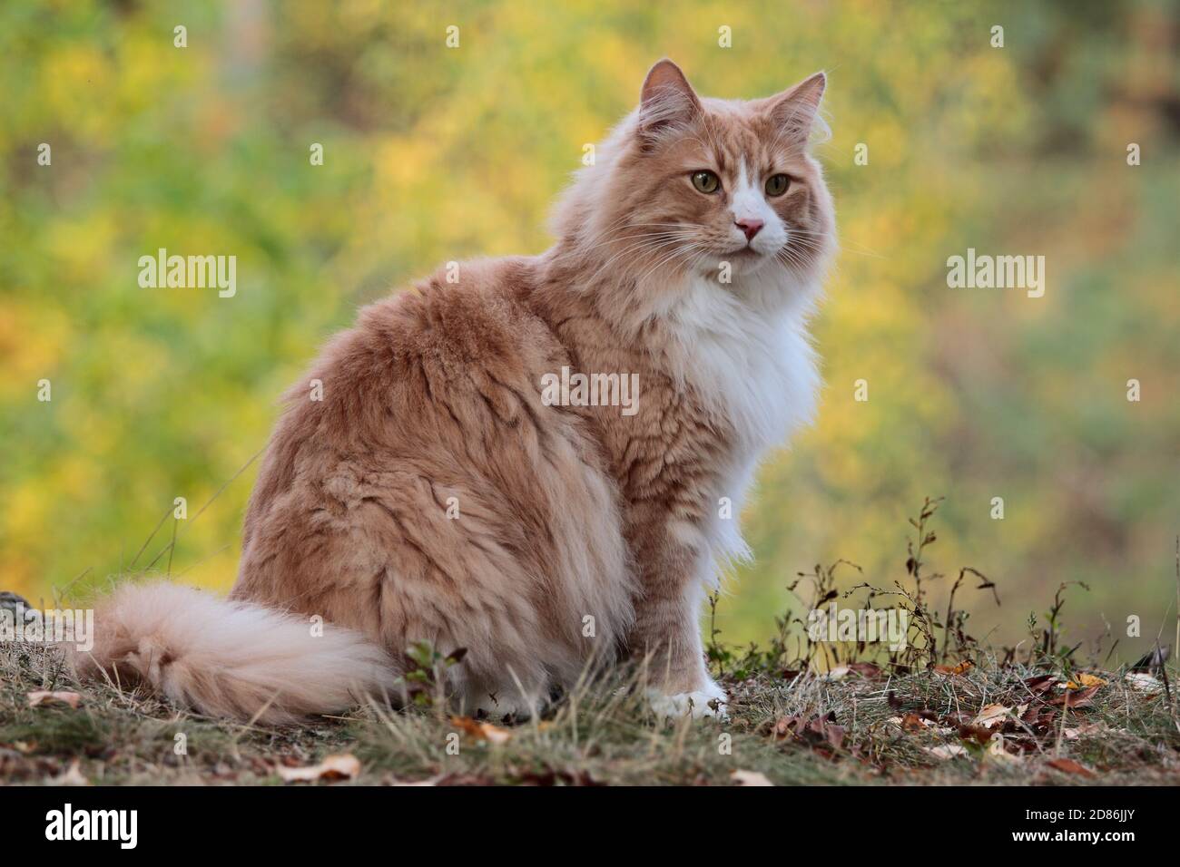 A beautiful norwegian forest cat male in autumnal forest Stock Photo ...