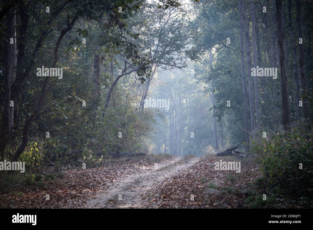 Early morning in the forest of India Stock Photo - Alamy