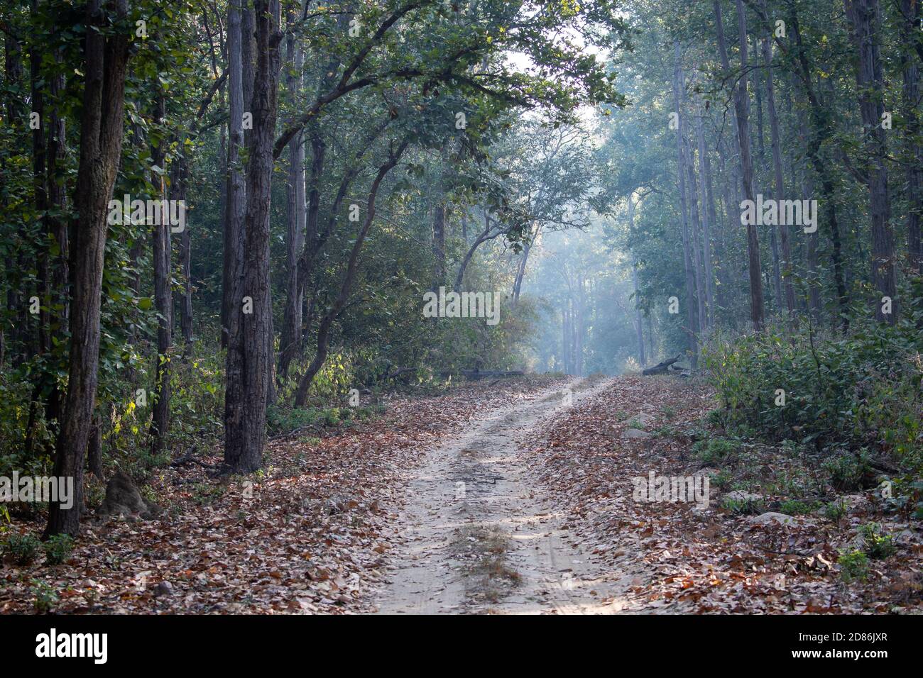 Early morning in the forest of India Stock Photo - Alamy