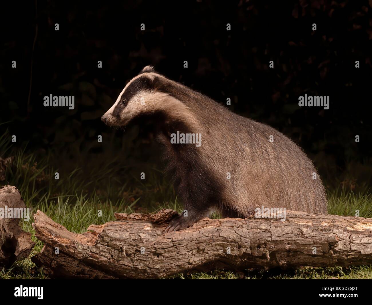 European Badger Foraging for ffom Stock Photo - Alamy