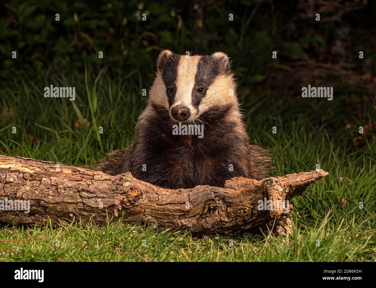 European Badger Foraging for ffom Stock Photo - Alamy