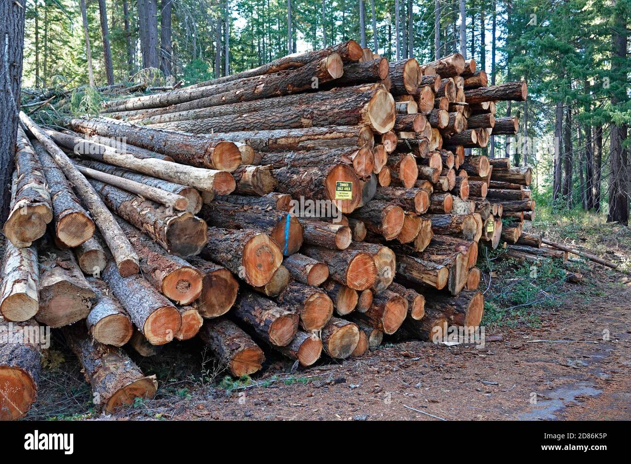 Logging operation in oregon forest hi-res stock photography and images ...