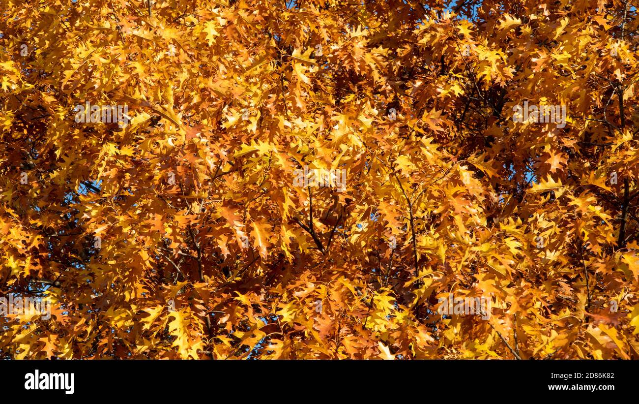 yellow autumn leaves on the tree Stock Photo - Alamy