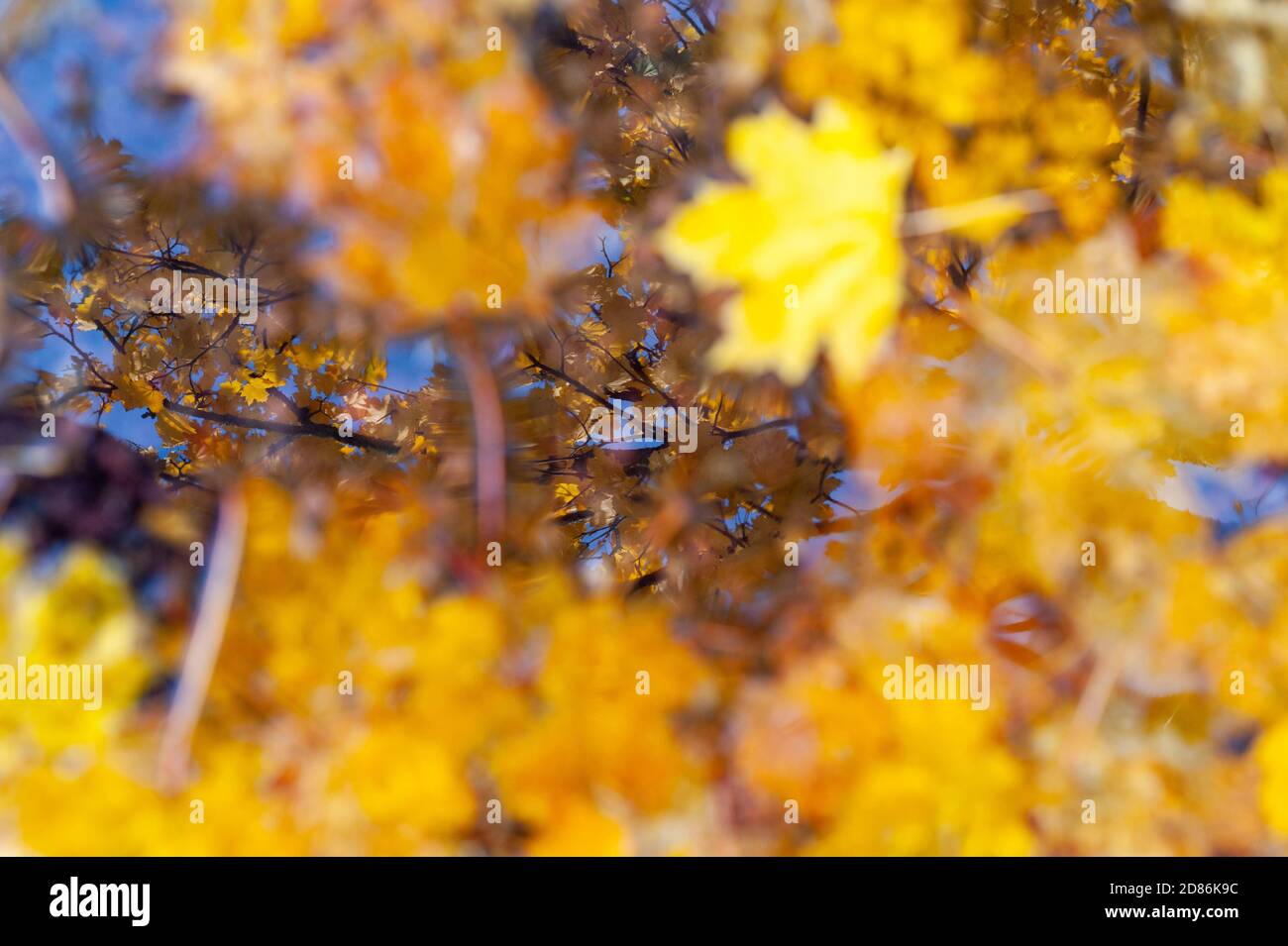 Yellow autumn leaves in a puddle with reflection of tree Stock Photo - Alamy