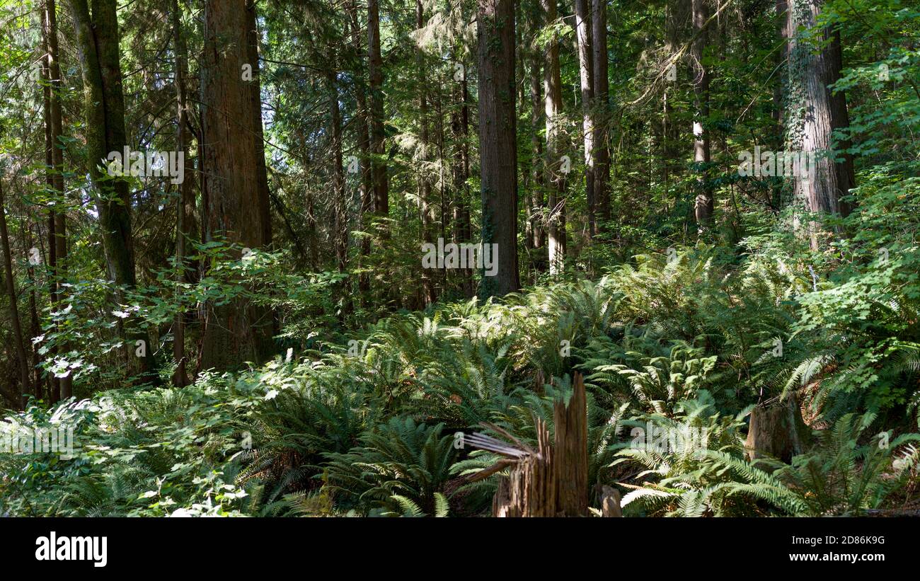 Trees in a forest, Baden-Powell Trail, Deep Cove, North Vancouver ...