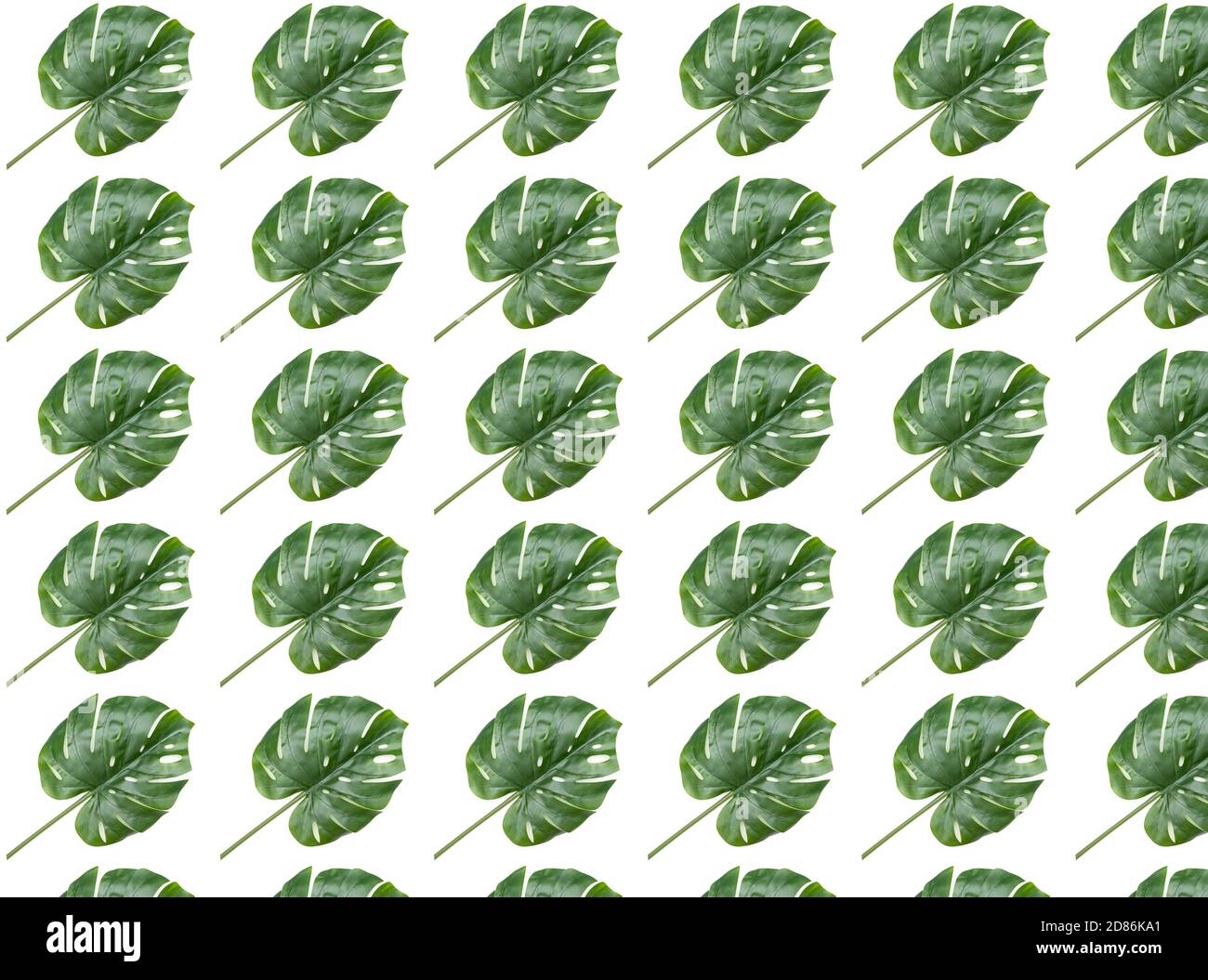 Wallpaper monstera hi-res stock photography and images - Alamy