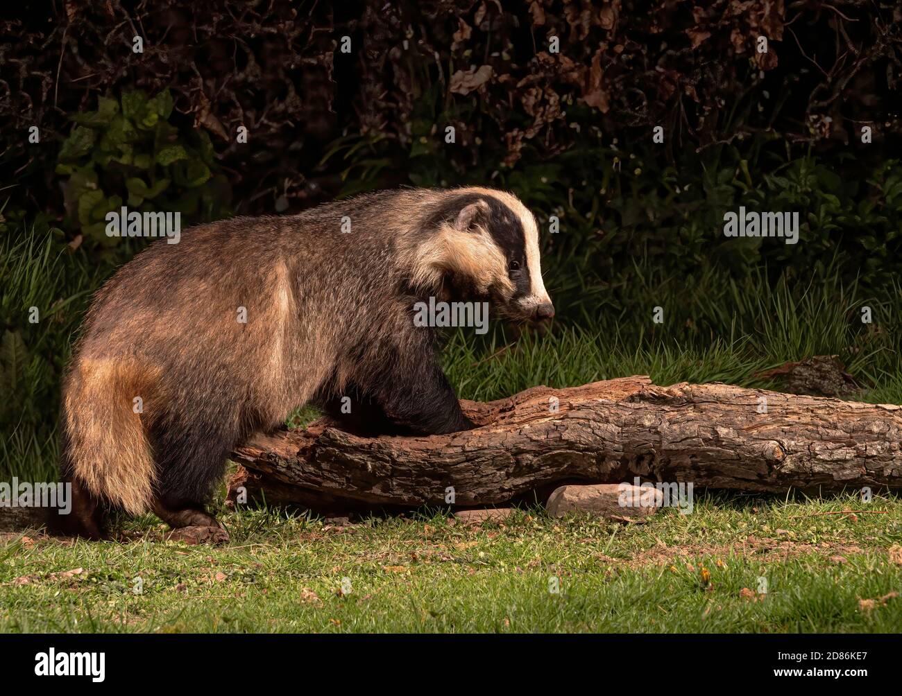 European Badger Foraging for ffom Stock Photo - Alamy