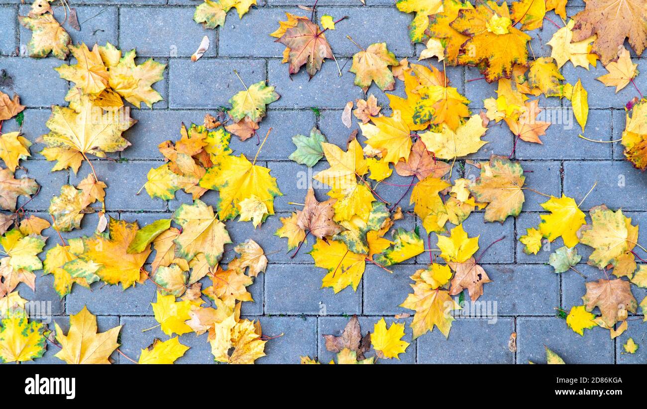 yellow autumn leaves on the ground Stock Photo - Alamy