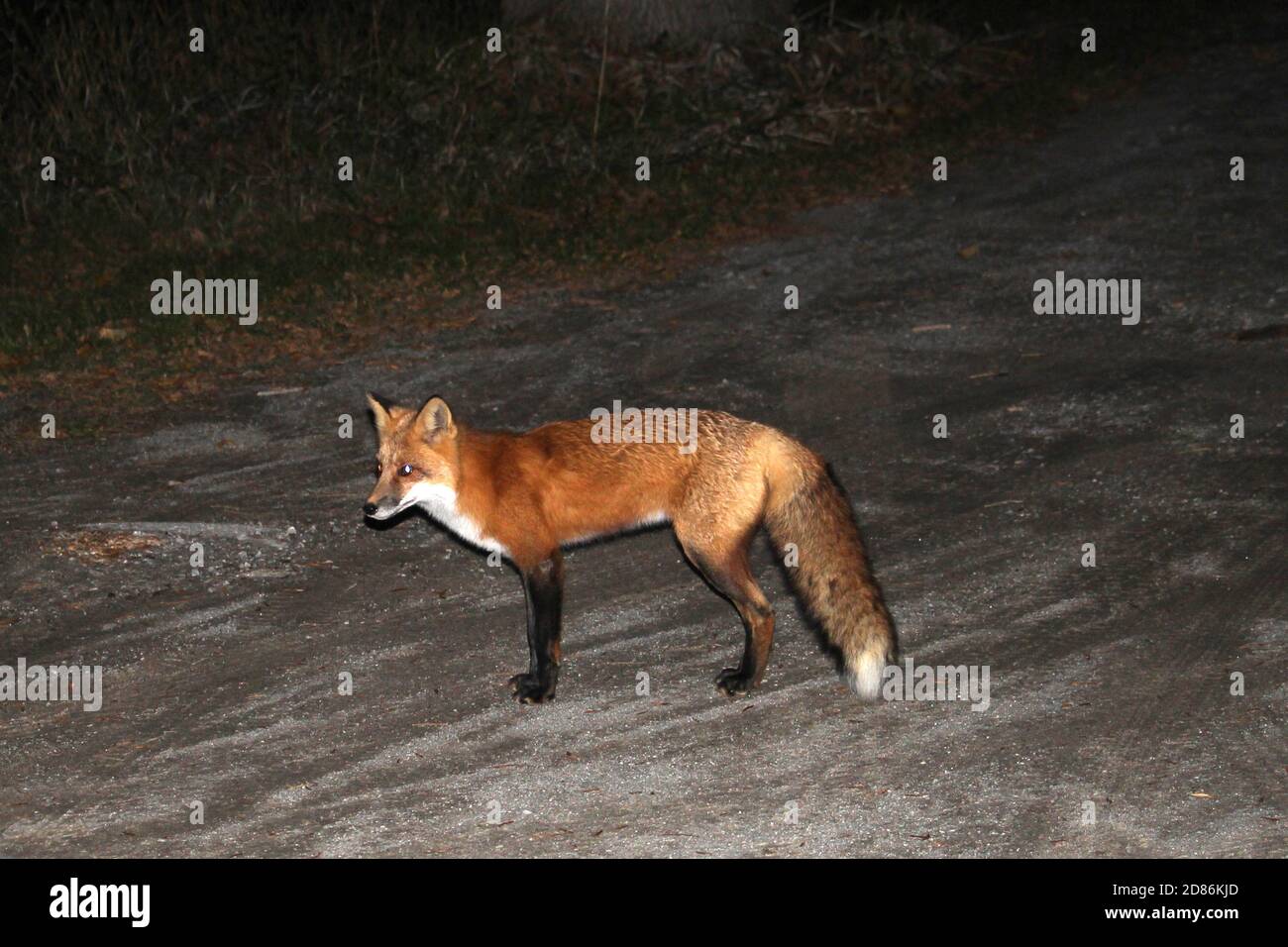 Fox at night crossing road Stock Photo - Alamy