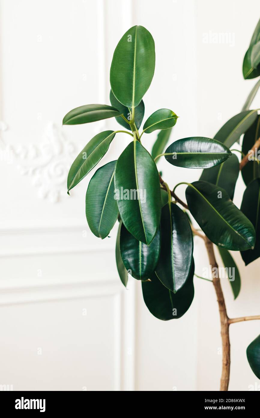 Green ficus in interior of a modern living room, close-up Stock Photo ...