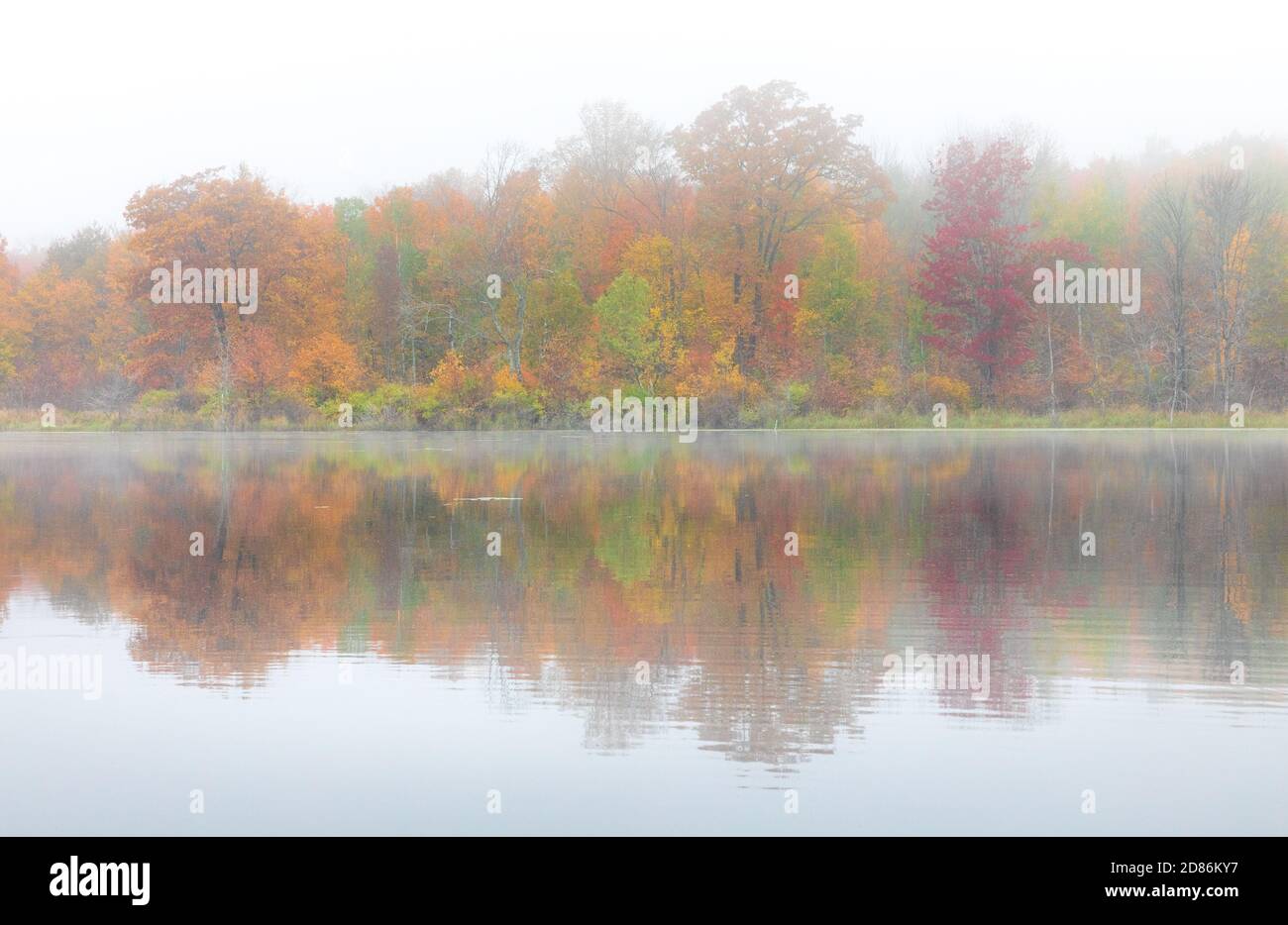 Fall colors on a foggy September morning in northern Wisconsin Stock ...