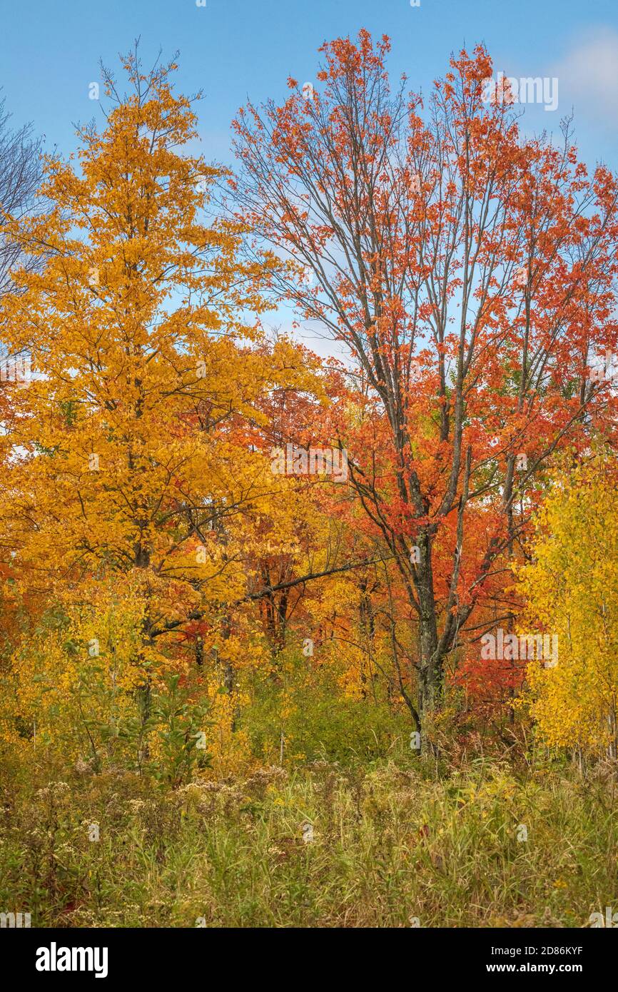 Autumn trees on a September day in northern Wisconsin Stock Photo - Alamy