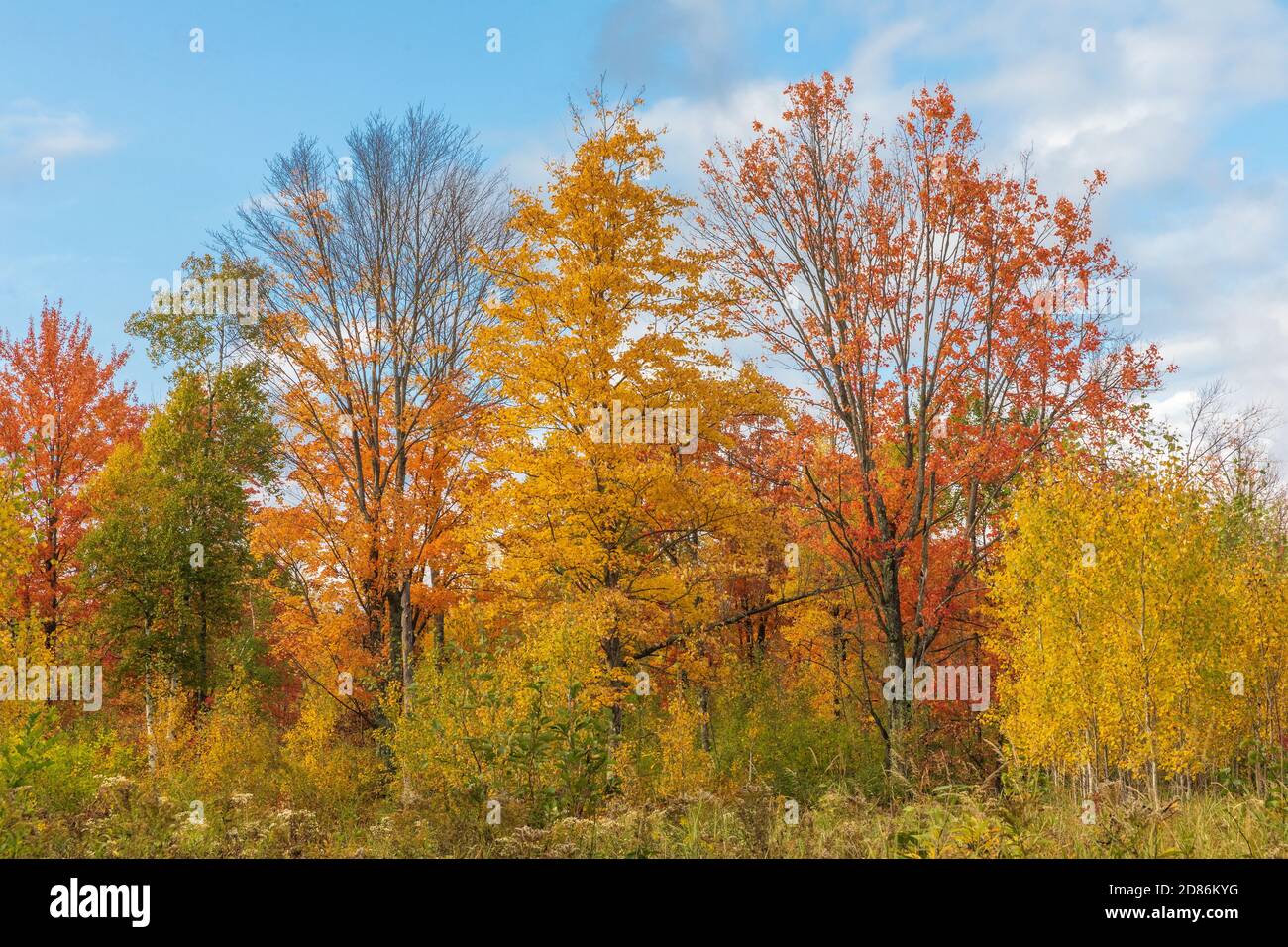 Autumn trees on a September day in northern Wisconsin Stock Photo - Alamy