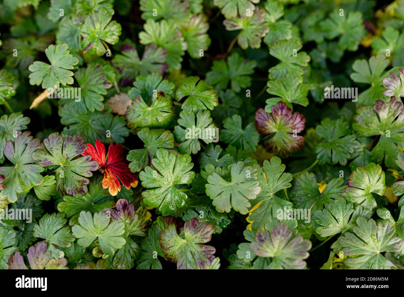 Autumn nature in Thun, Switzerland Stock Photo - Alamy