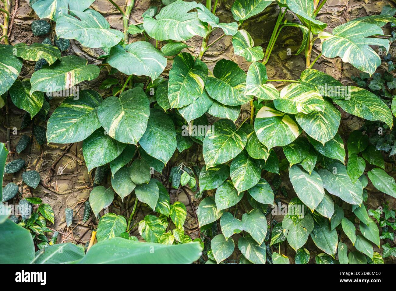 Epipremnum aureum scindapsus liana on the wall Stock Photo - Alamy