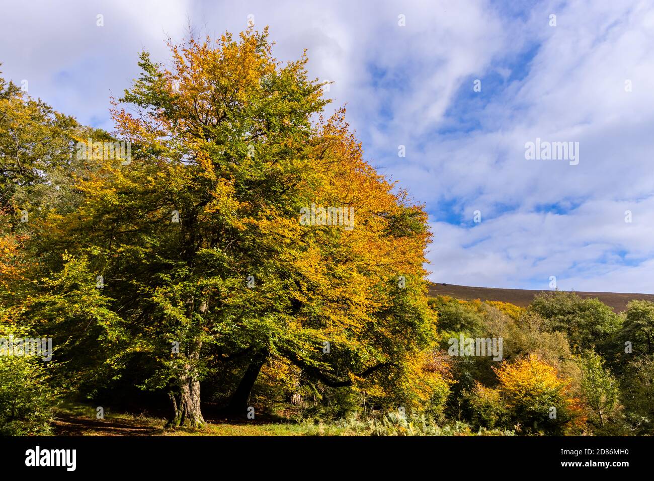 Welsh colours hi-res stock photography and images - Alamy