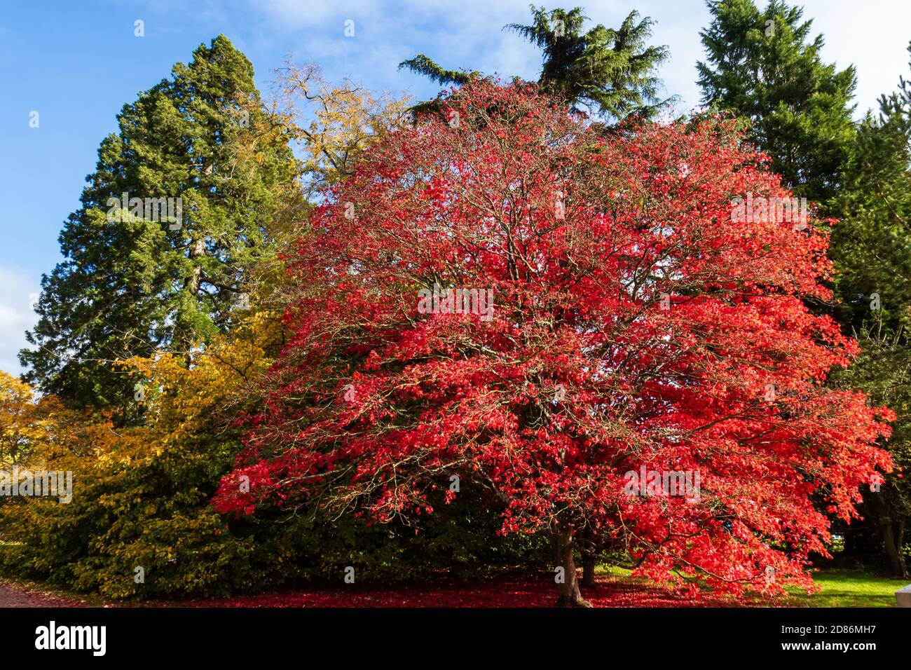 Beautiful, colorful Maple leaves and trees in the English countryside ...