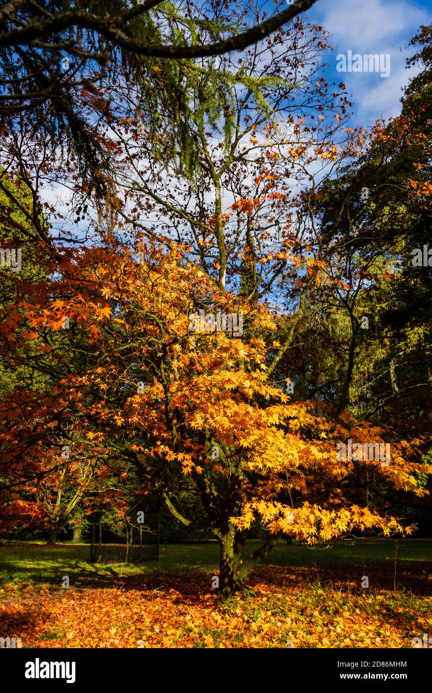 Beautiful, colorful Maple leaves and trees in the English countryside ...