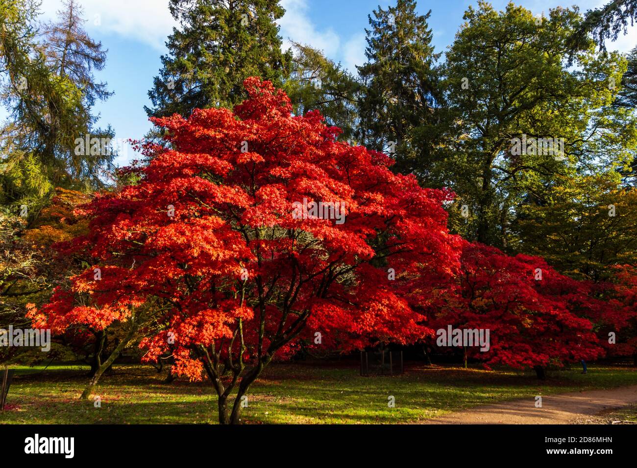 Beautiful, colorful Maple leaves and trees in the English countryside ...