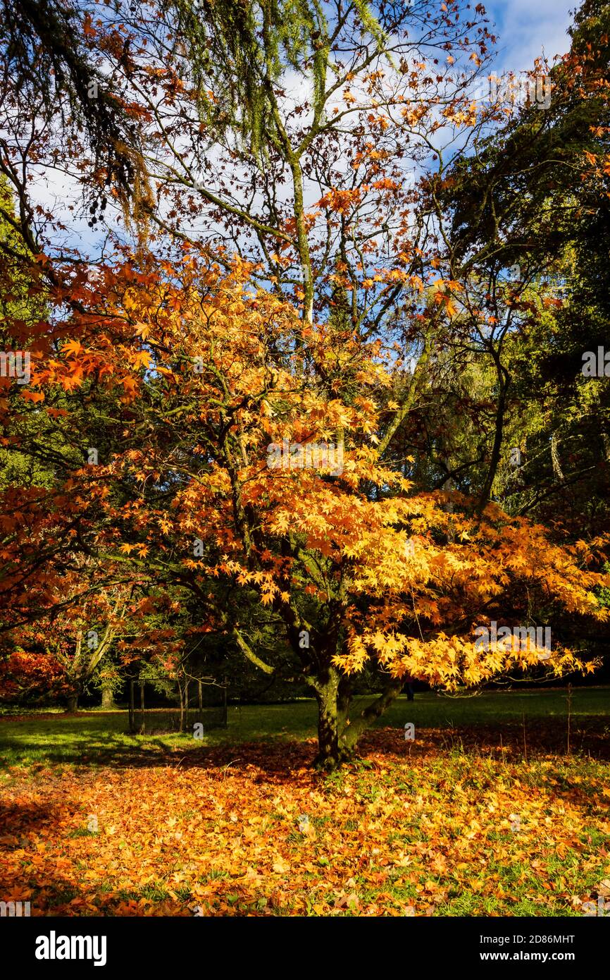 Beautiful, colorful Maple leaves and trees in the English countryside ...
