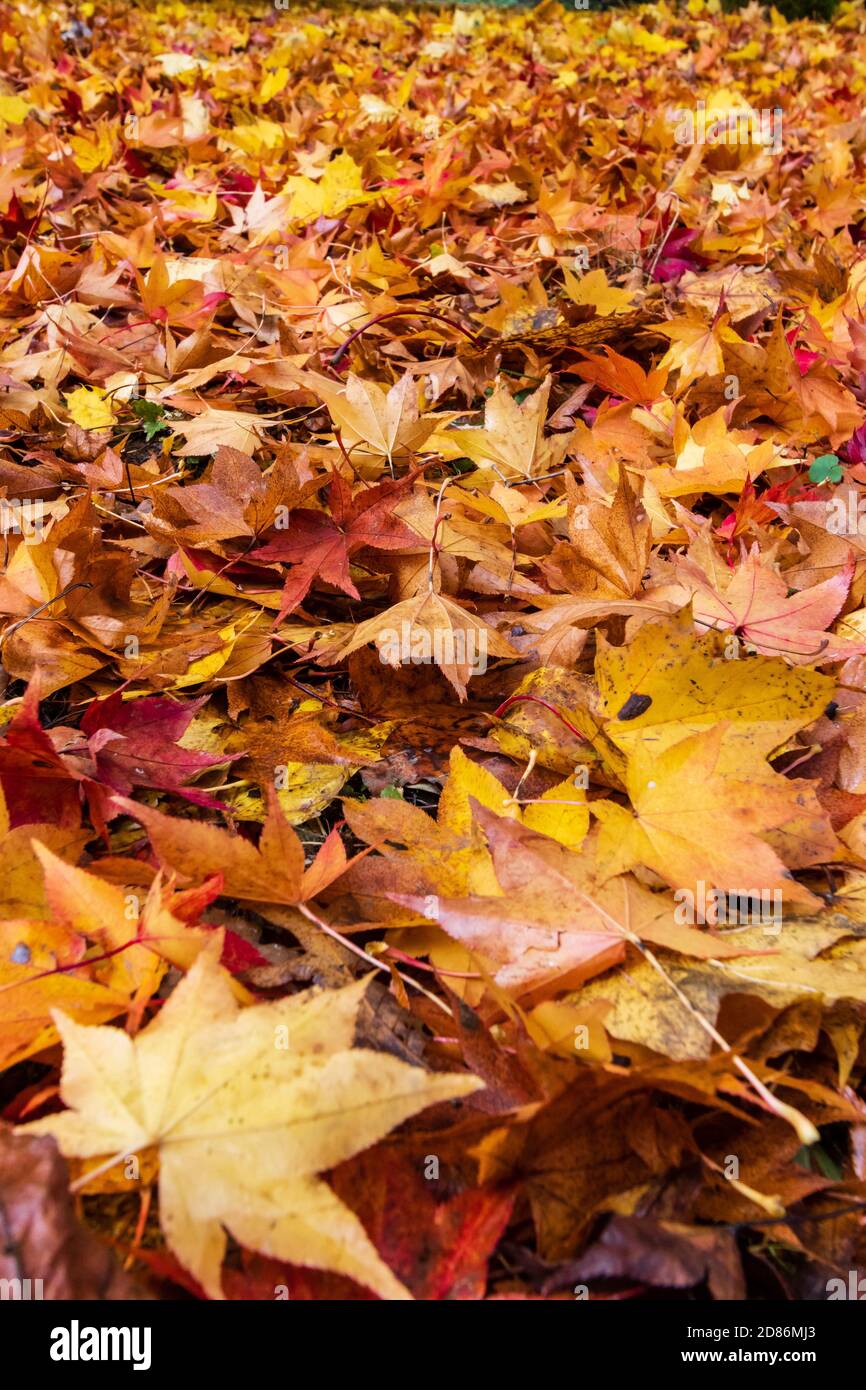 Piles of colorful autumn / fall leaves on the ground in a forest Stock ...